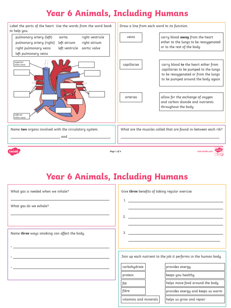 Year 6 Animals Including Humans Revision Activity Mat | PDF | Heart | Vein