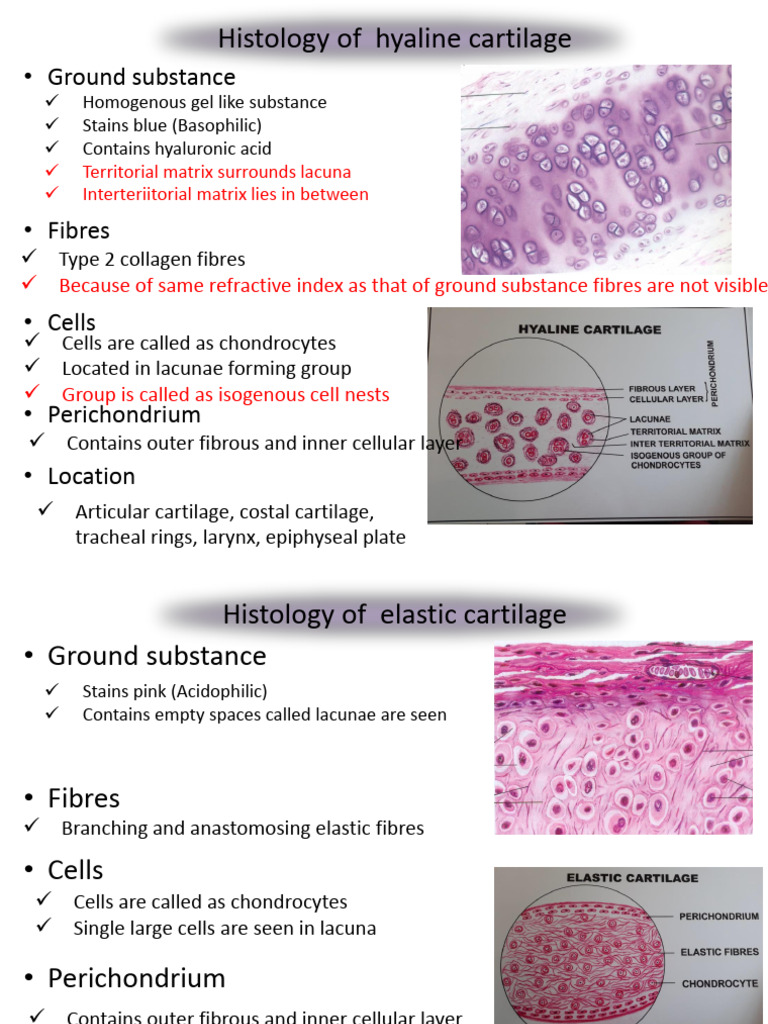 Histology | PDF | Lymphatic System | Lymph Node