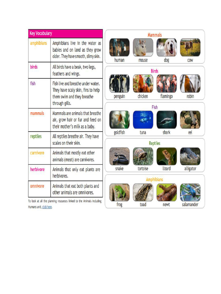 Types of Animals Knowledge Organiser | PDF