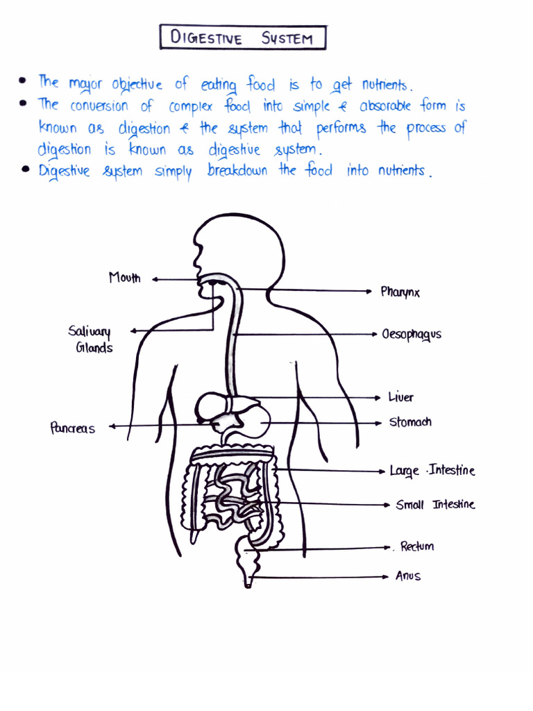 Digestive System | PDF