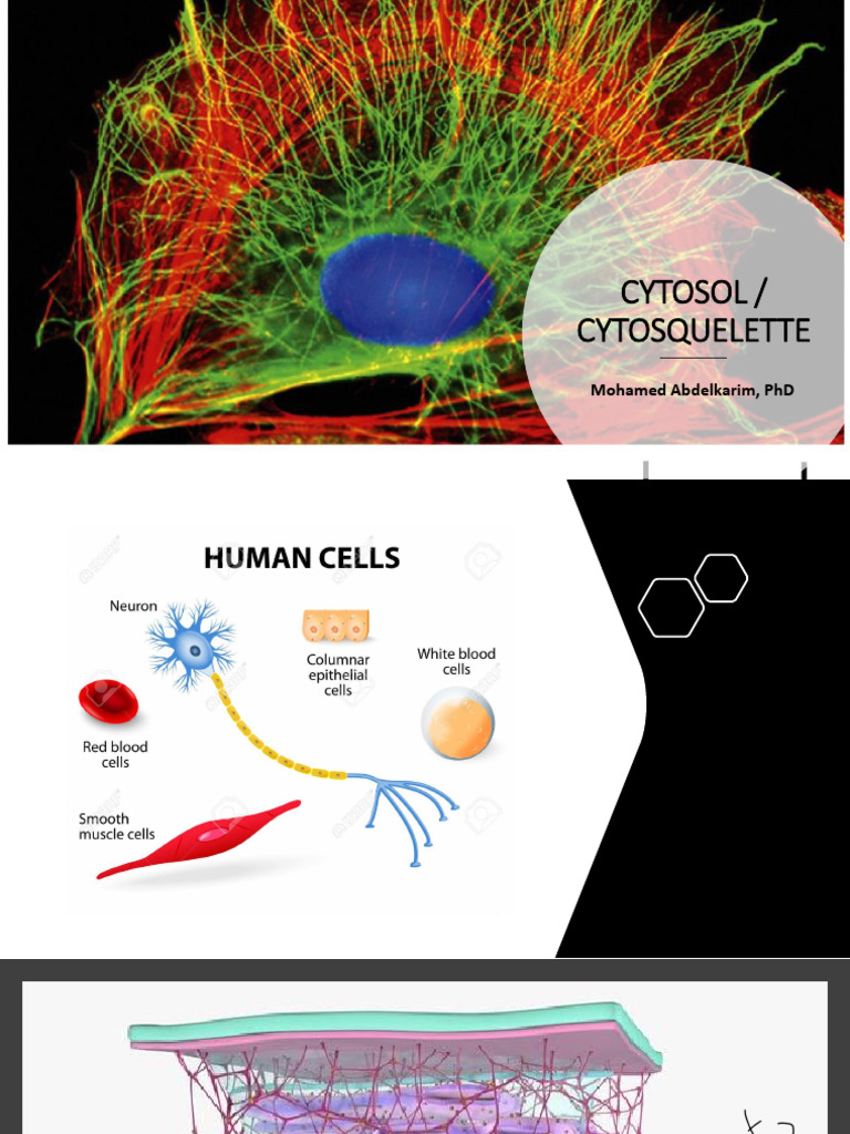 Cytosquelette : Actine et Microtubules | PDF | Microtubule | Cytosquelette
