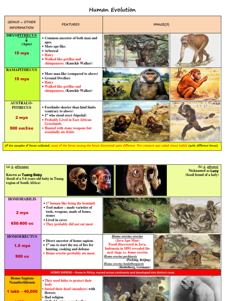 Human Evolution Pdf Homo Human Evolution