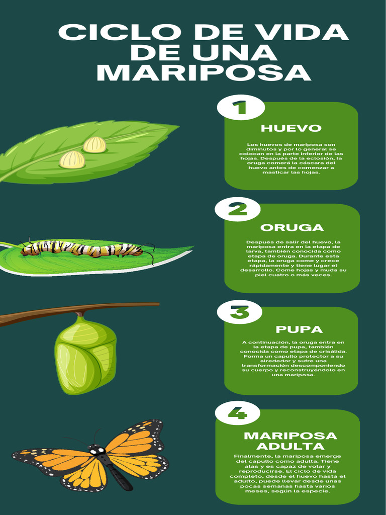 Verde Ilustrativo Ciclo de Vida de Una Mariposa Infographic | PDF