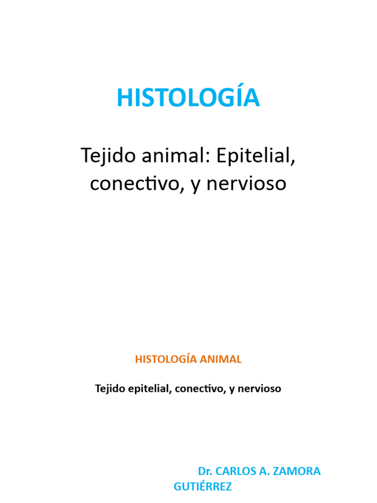 SEM 8 Histol Animal | PDF | Epitelio | Tejido conectivo