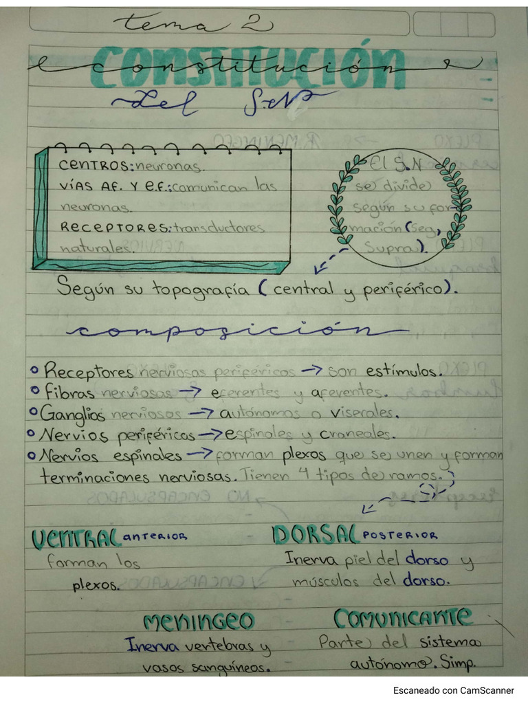 Morfo 2 S.N Tema 2 | PDF