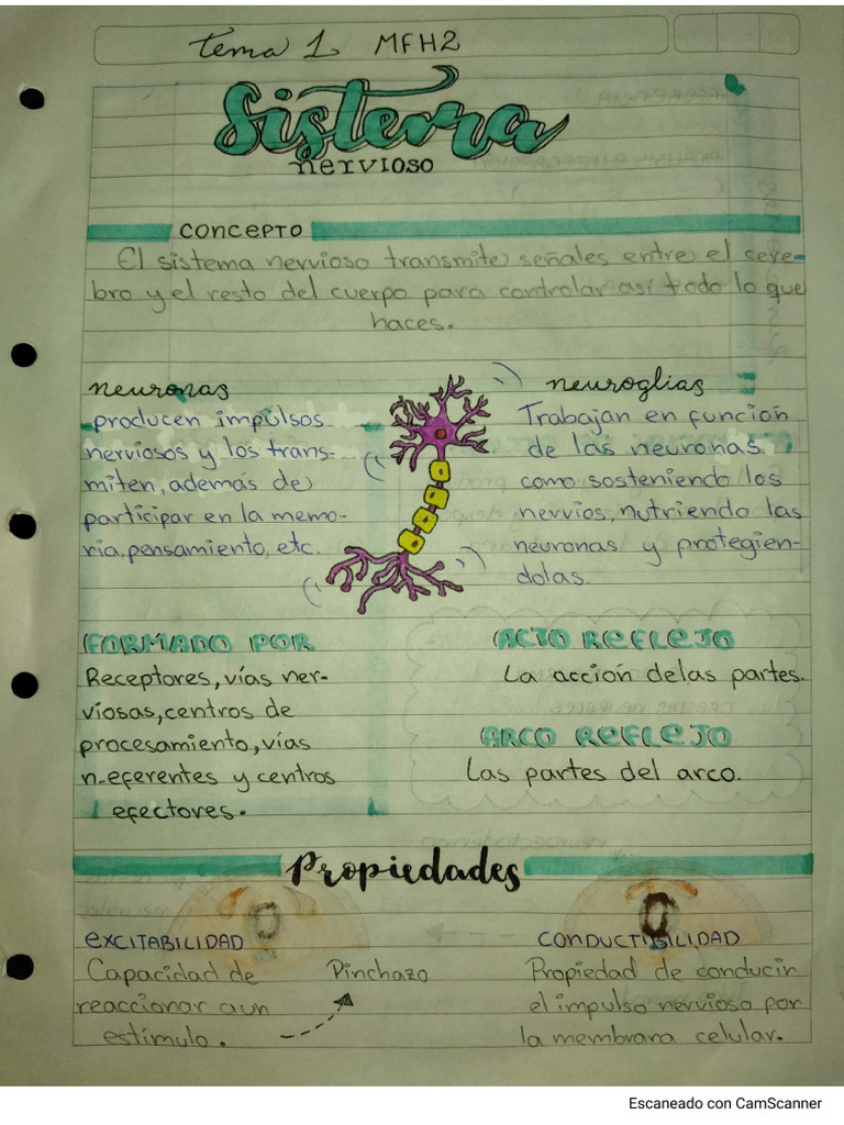 Sistema Nervioso Morfo 2 | PDF