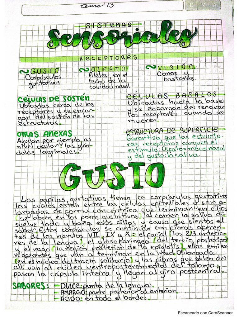 Morfo 2 S.S - Tema 13 | PDF