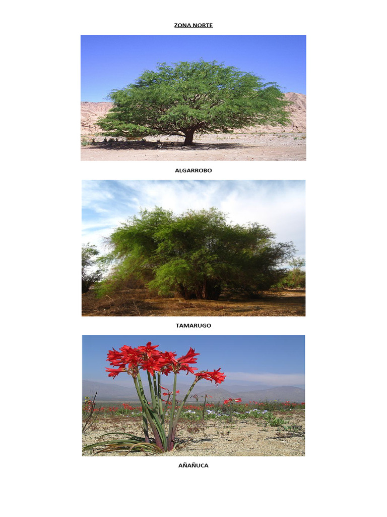 Flora de Las Zonas de Chile | PDF