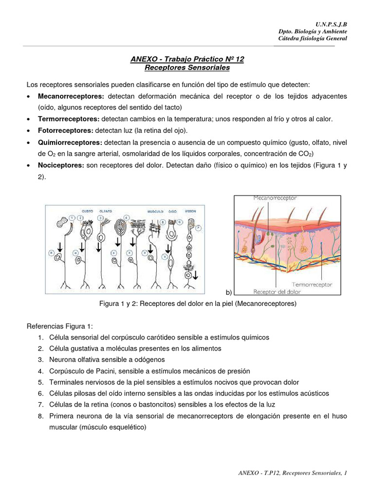 TP12 Receptores Sensoriales ANEXO | Descargar gratis PDF | Sentidos | Gusto