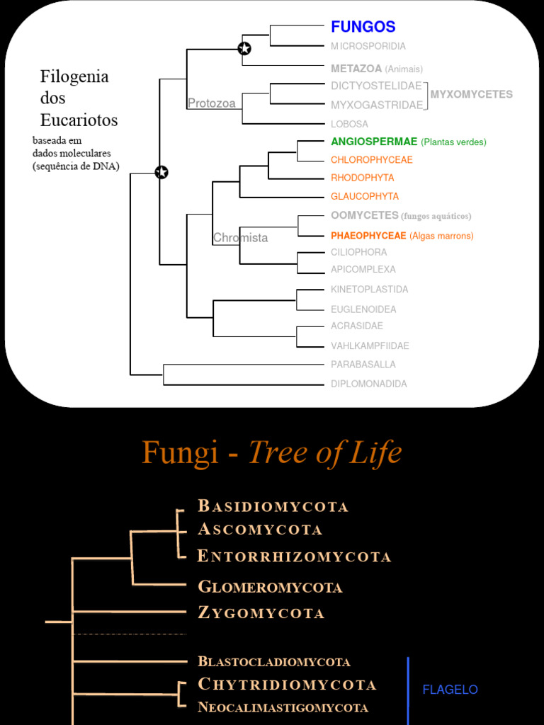 The Fungi Os Fungos, Reino de Fungi | PDF | Fungo | Citoplasma