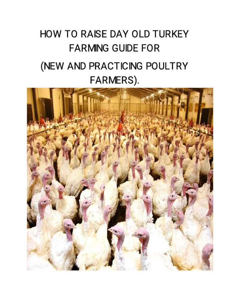 Beginner's Guide to Raising Turkeys | PDF