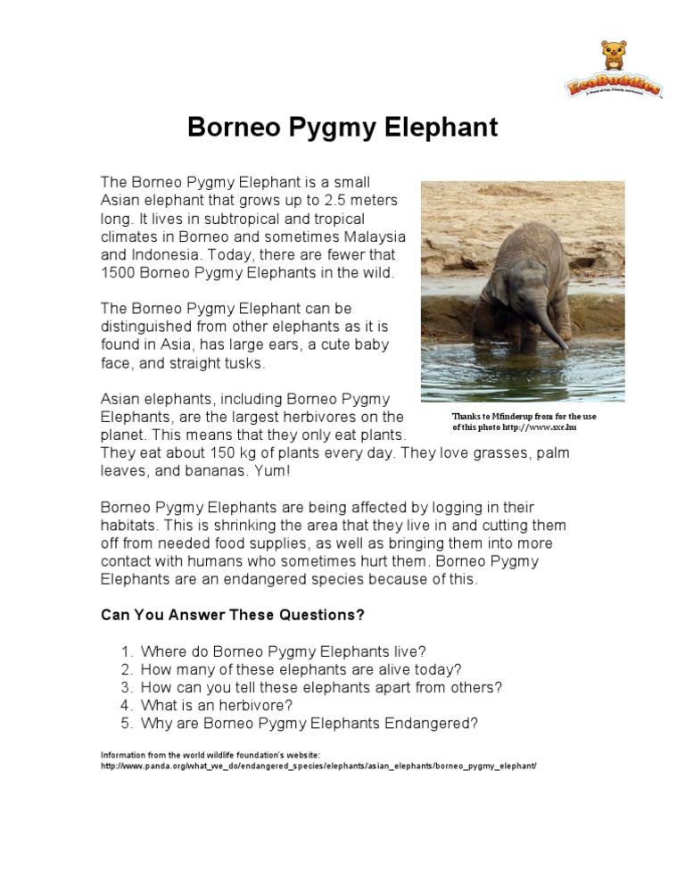 Borneo Pygmy Elephant Facts | PDF