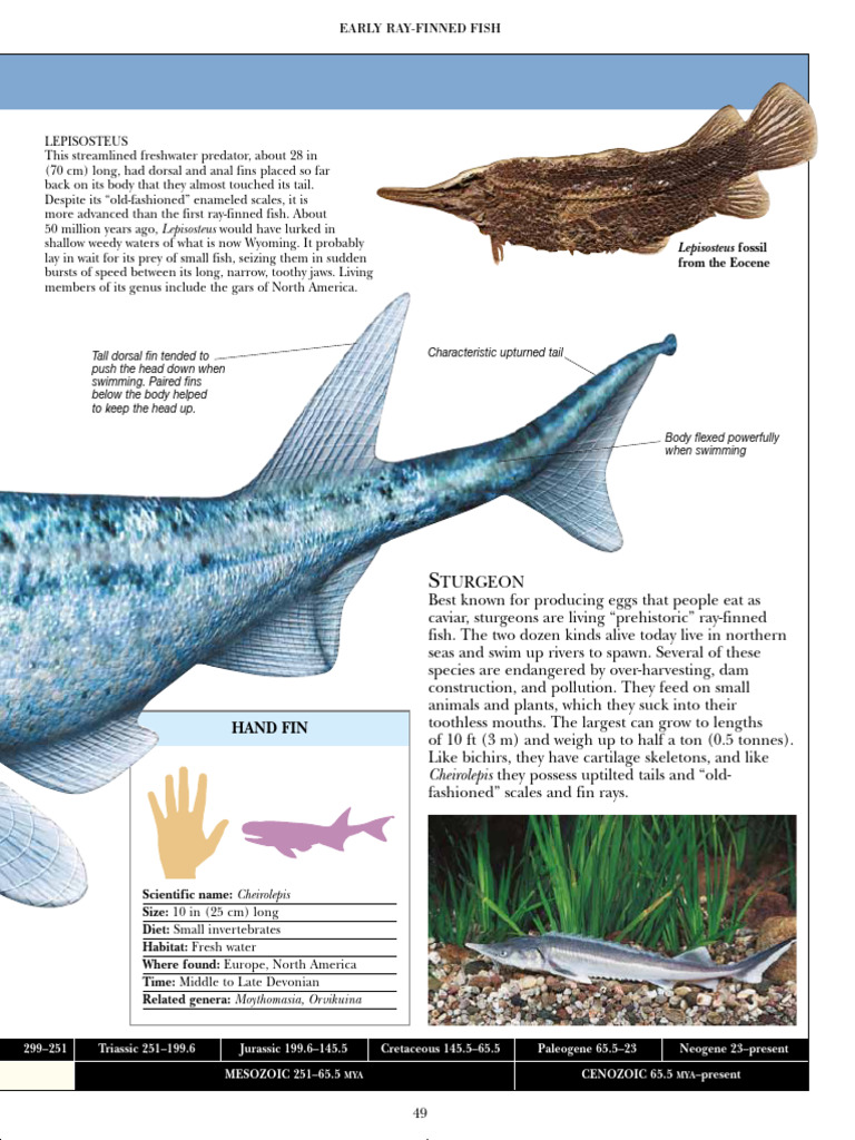 Encyclopedia of Dinosaurs and Prehistoric Lif-2 | PDF | Amphibian | Fish