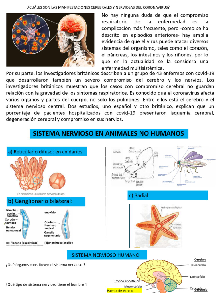 Biología Xii- Sistema Nervioso | Descargar gratis PDF | Cerebro | Médula espinal