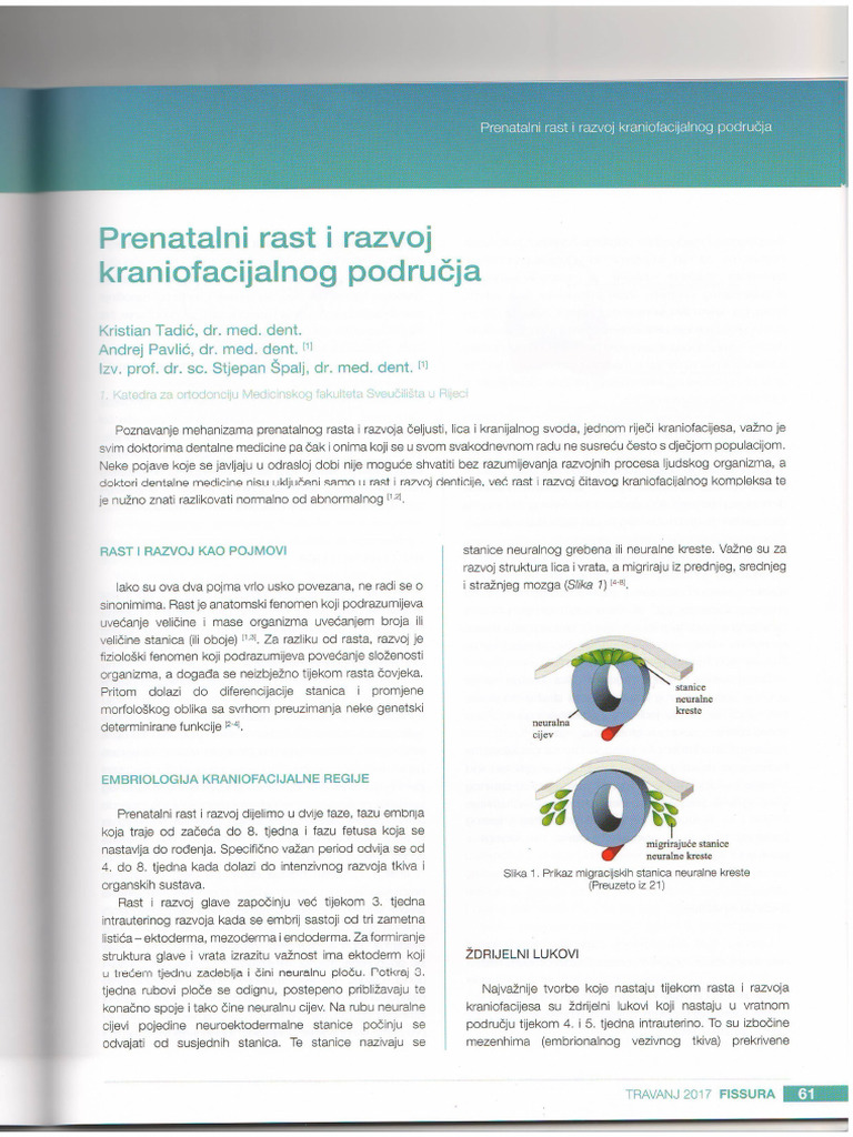 Prenatalni Rast I Razvoj Kraniofacijesa | PDF