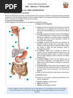 Digestión: Bolo, Quimo y Quilo | PDF | Digestión | Tracto gastrointestinal