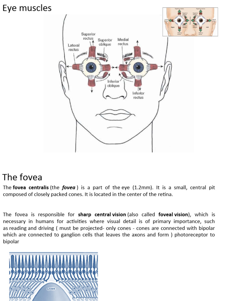 Eye Movements702 | PDF | Retina | Visual Perception