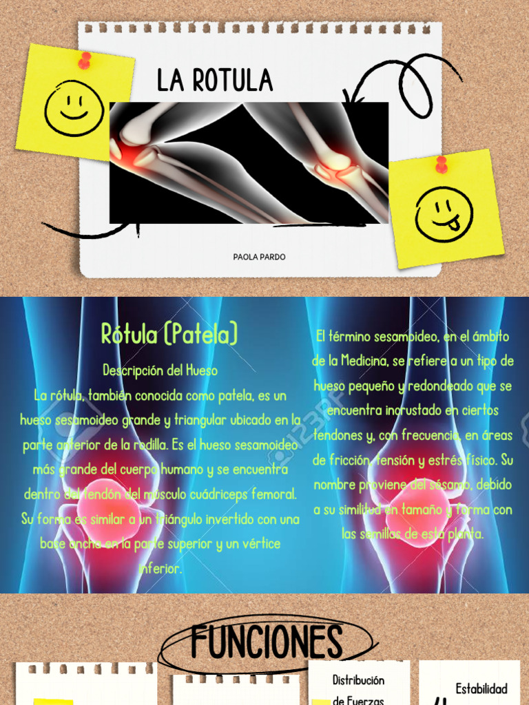 La Rotula | PDF | Rodilla | Anatomía del miembro inferior
