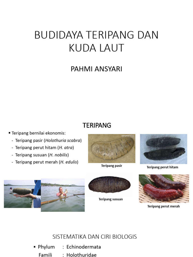 Budidaya Teripang dan Kuda Laut Efektif | PDF