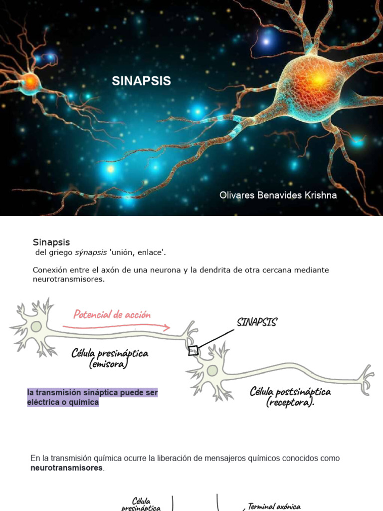 Sinapsis | PDF | Sinapsis | Neurotransmisor