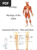 Footand Ankle Anatomy Labeling Lab | PDF | Foot | Ankle