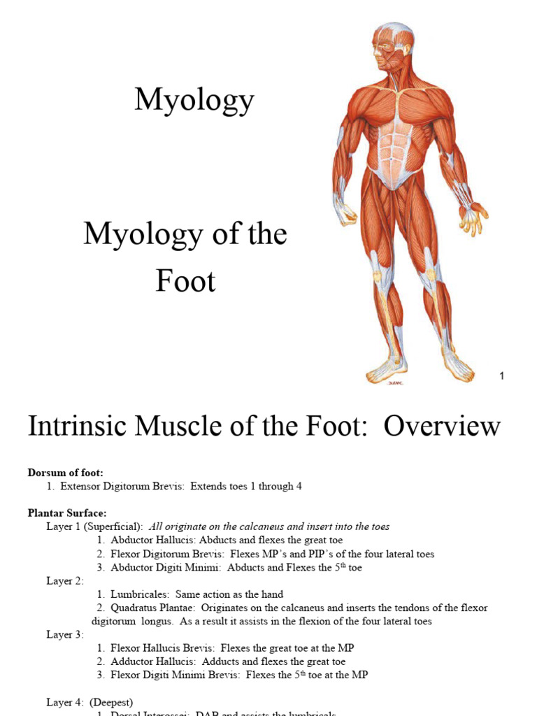 19 Muscles of The Foot | PDF | Foot | Lower Limb Anatomy