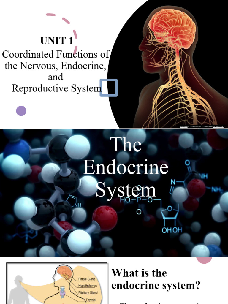 Q3 U1 L3 Endocrine-System | PDF | Endocrine System | Hormone
