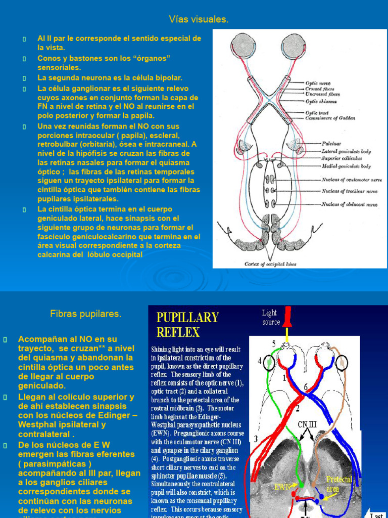 Vías Visuales 2 | PDF | Sistema visual | Percepción visual