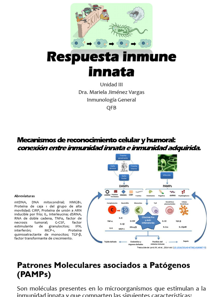 Unidad 3. Respuesta Inmune Innata-2024 | PDF | Inflamación | Sistema inmune
