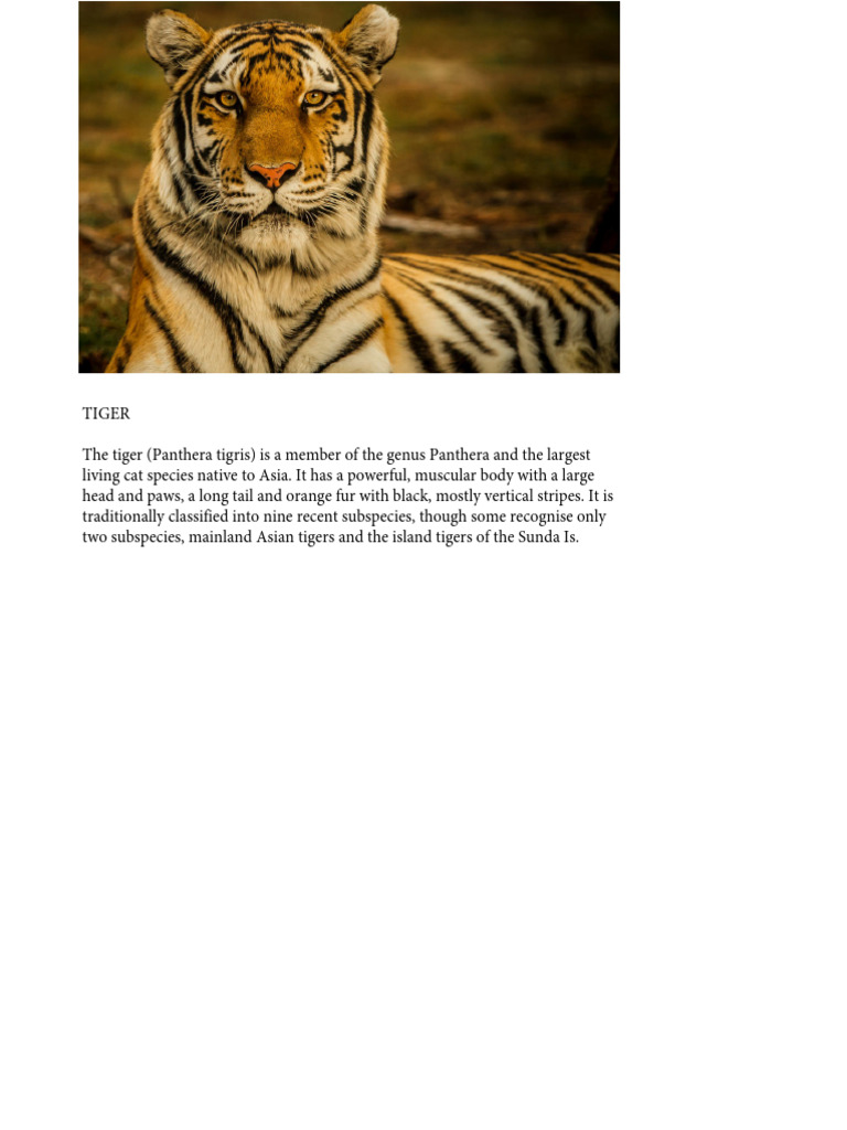TIGER | PDF