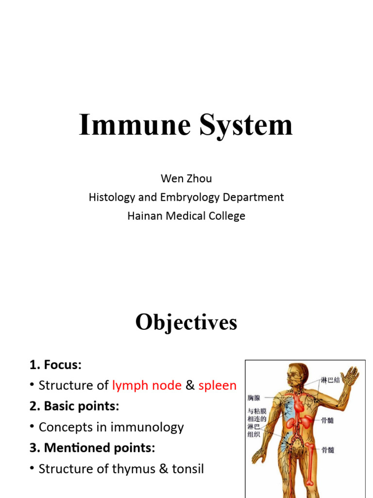 Immune System | PDF | Lymph Node | Lymphatic System