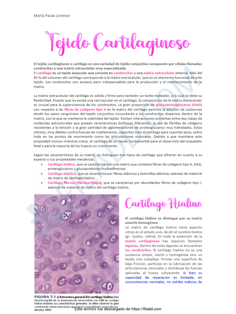 Parcial Bio | PDF | Cartílago | La matriz extracelular
