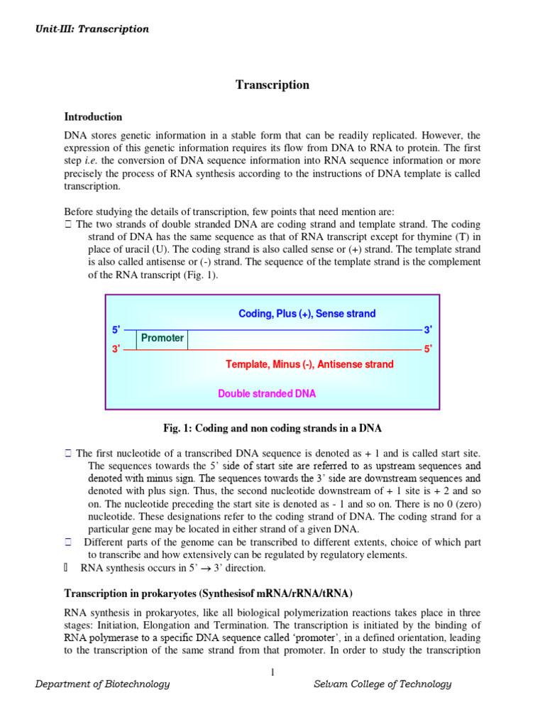 TRANSCRIPTION | PDF | Promoter (Genetics) | Dna