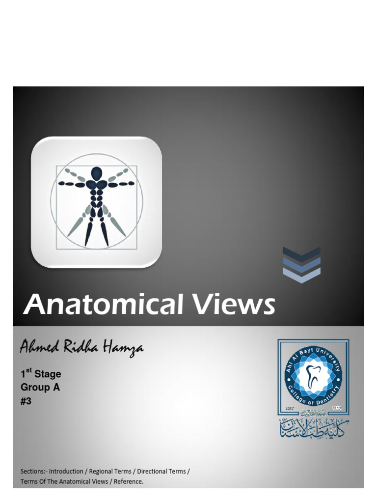 Anatomical Views | PDF | Anatomical Terms Of Location | Limbs (Anatomy)