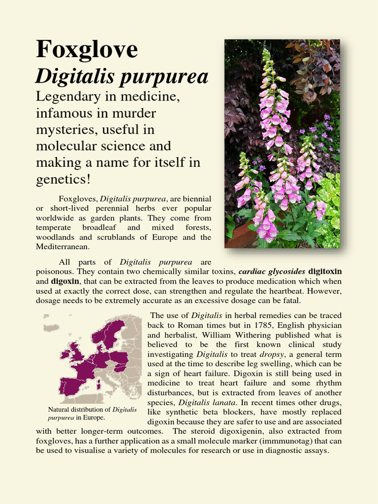 Digitalis Purpurea Foxglove | PDF | Pharmacology | Medical Specialties
