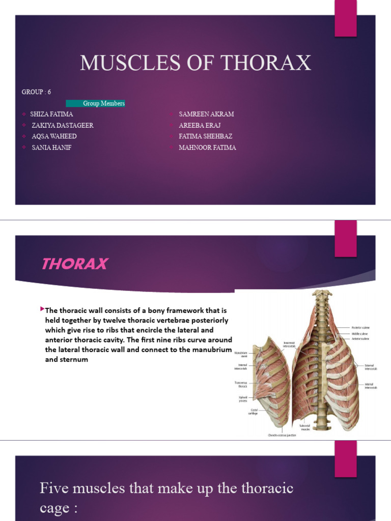Muscles of Thorax-2 | PDF | Anatomy | Musculoskeletal System