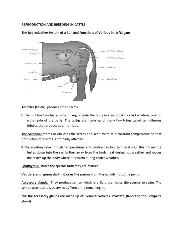 12.Reproduction and Breeding in Cattle | Download Free PDF | Testicle ...