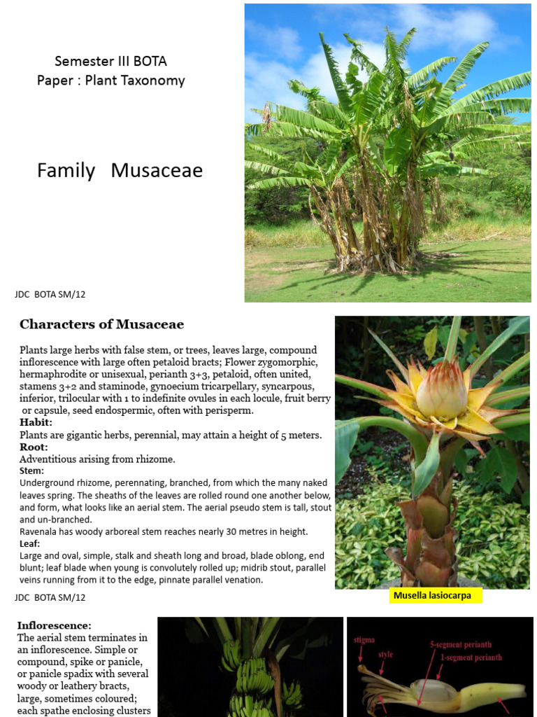 Family Musaceae | PDF | Plant Reproduction | Branches Of Botany