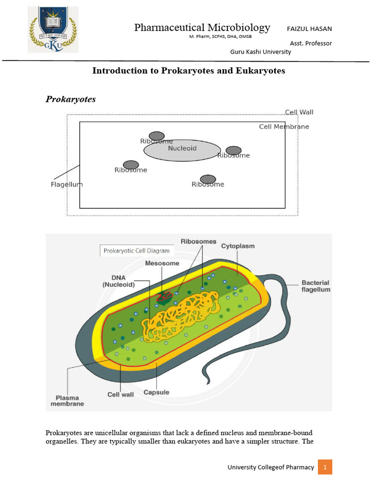 Introduction To Prokaryotes and Eukaryotes | PDF | Eukaryotes | Cell ...