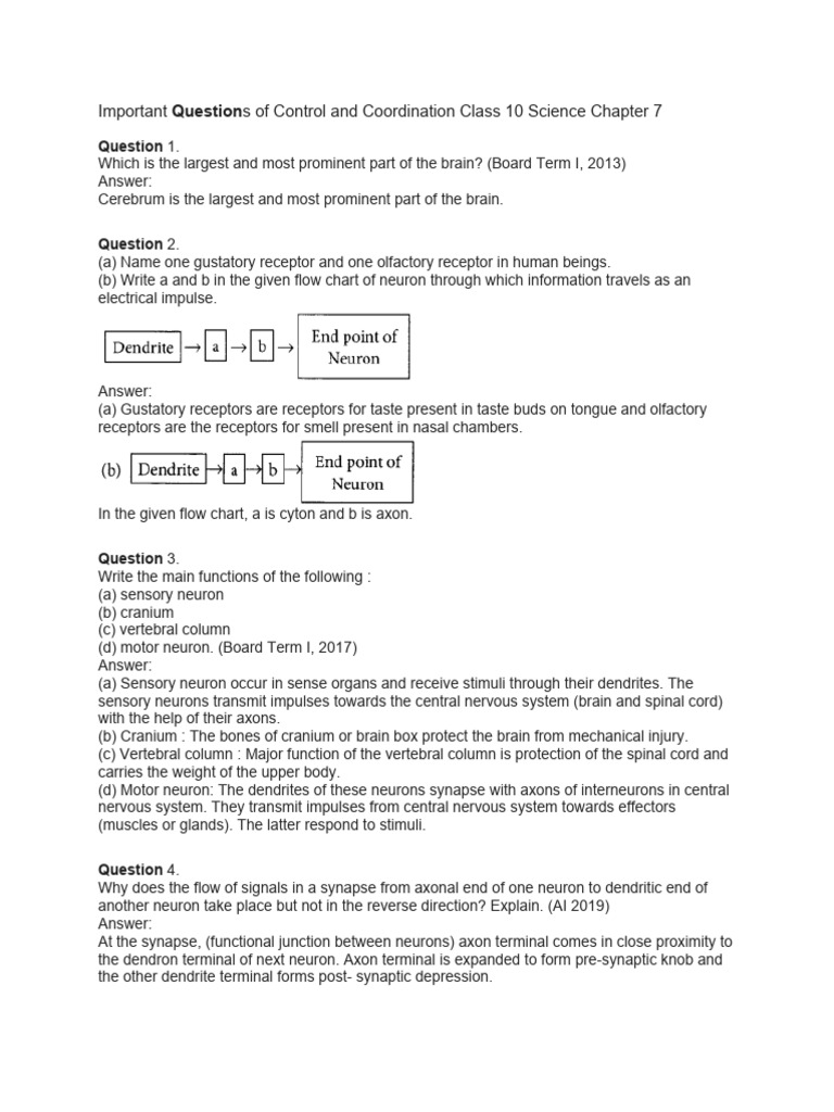 Important Questions of Control and Coordination Class 10 Science ...