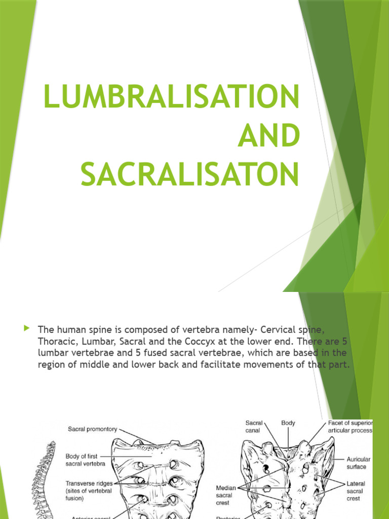 Lumbraisation Sacralisation | PDF | Vertebral Column | Diseases And ...
