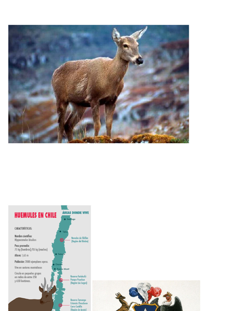 HUEMUL | PDF