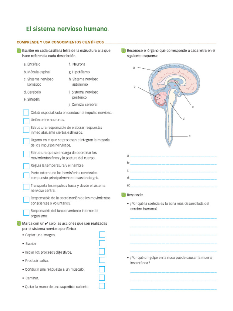 B-2º Pract-Act2 Cyt U4 | PDF | Cerebro | Sistema nervioso