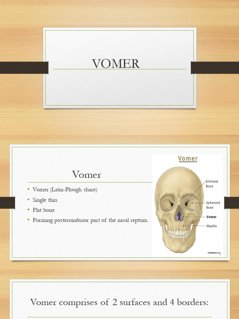 Vomer Presentation | PDF
