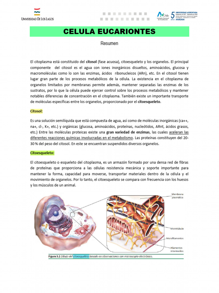 CELULA EUCARIONTE Parte2 Resumen | PDF | Actina | Microtúbulos