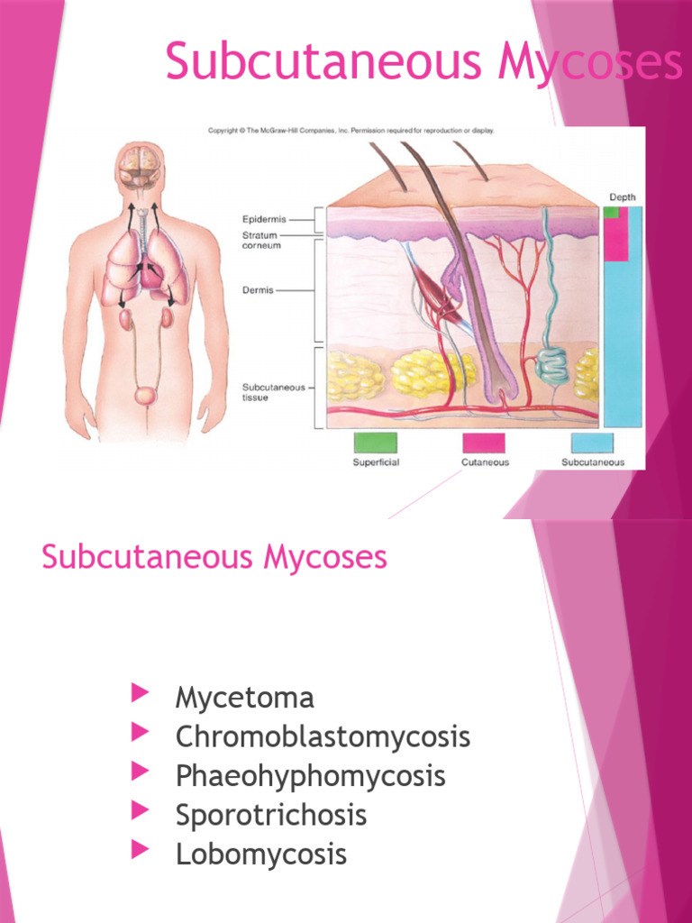 Subcutaneous Mycoses | PDF | Mycology | Biology