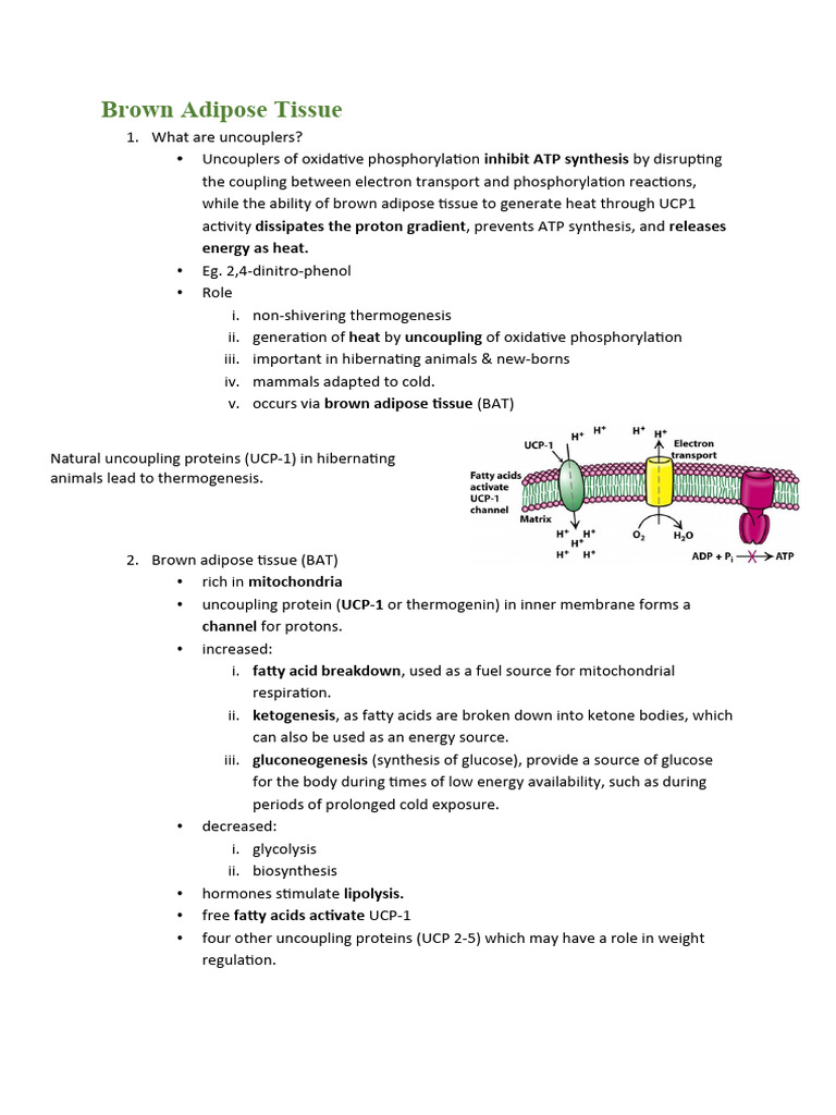 Brown Adipose Tissue | PDF | Adipose Tissue | Metabolism