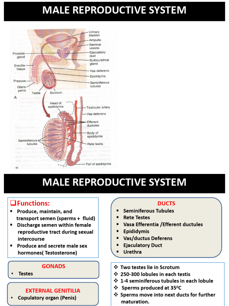 Male Reproductive System | Download Free PDF | Testicle | Endocrine System