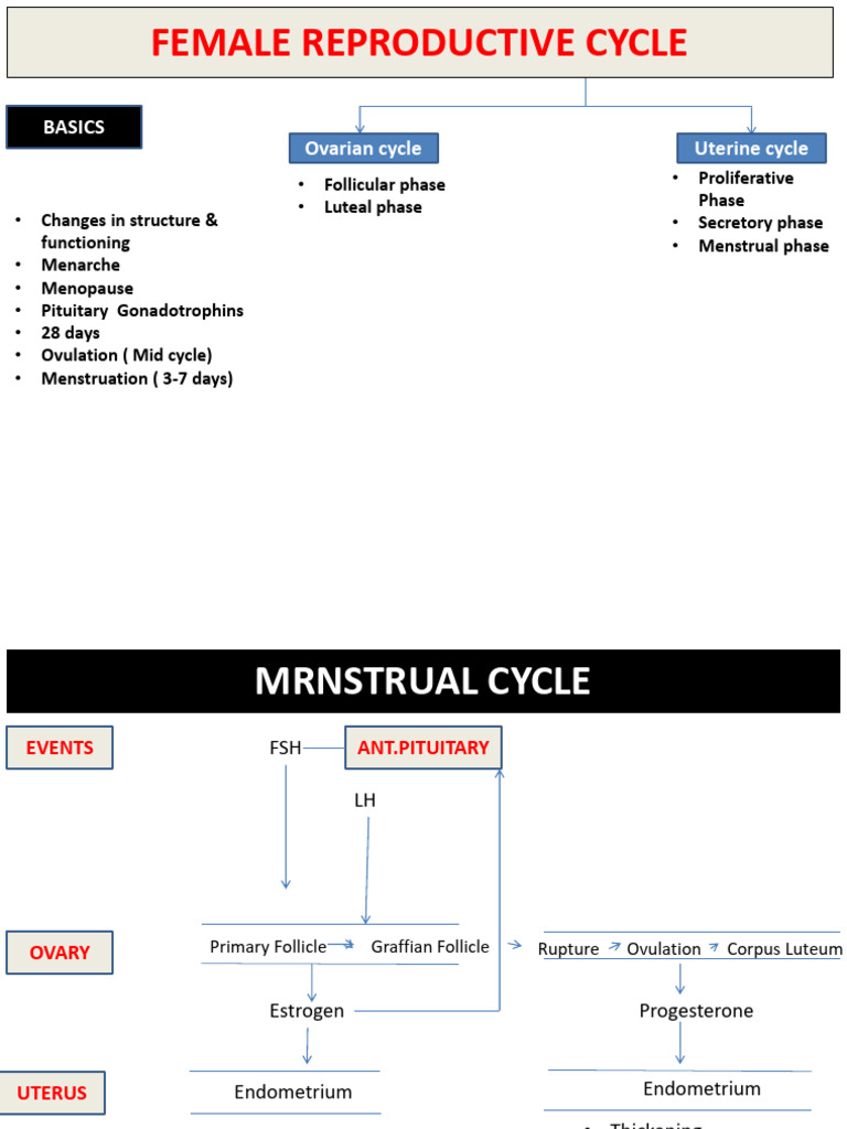 Menstrual Cycle | PDF