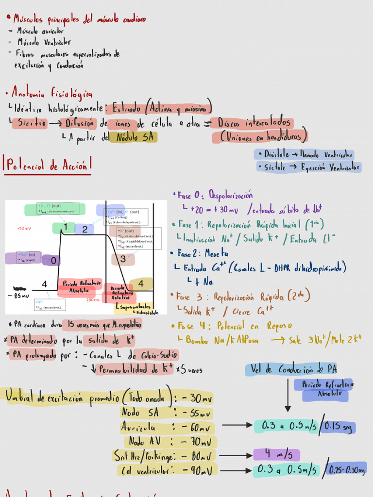 1 Contracción-Excitación y PA - 230514 - 192128 | PDF